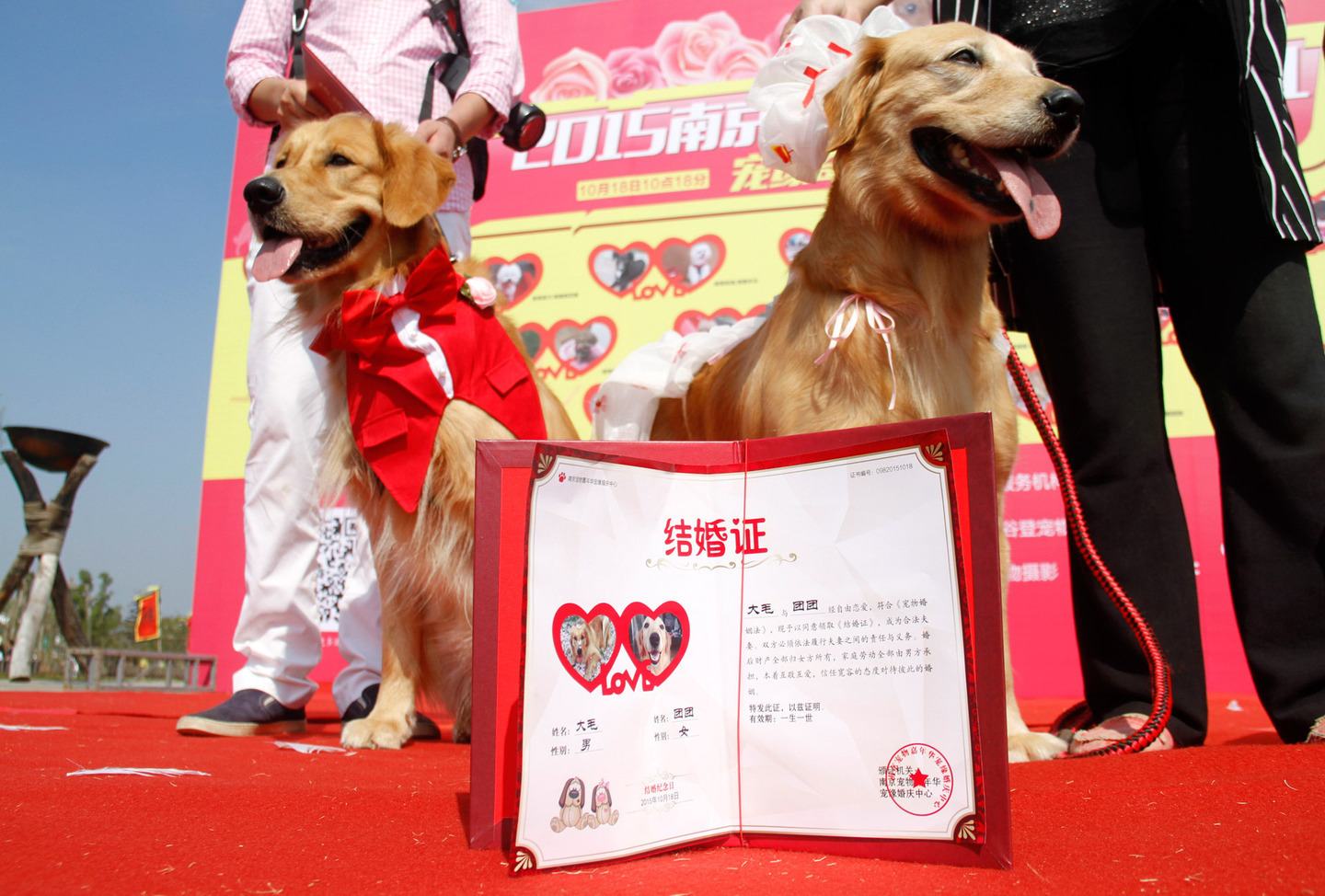 These 15 Dog Couples Totally Just Got Married