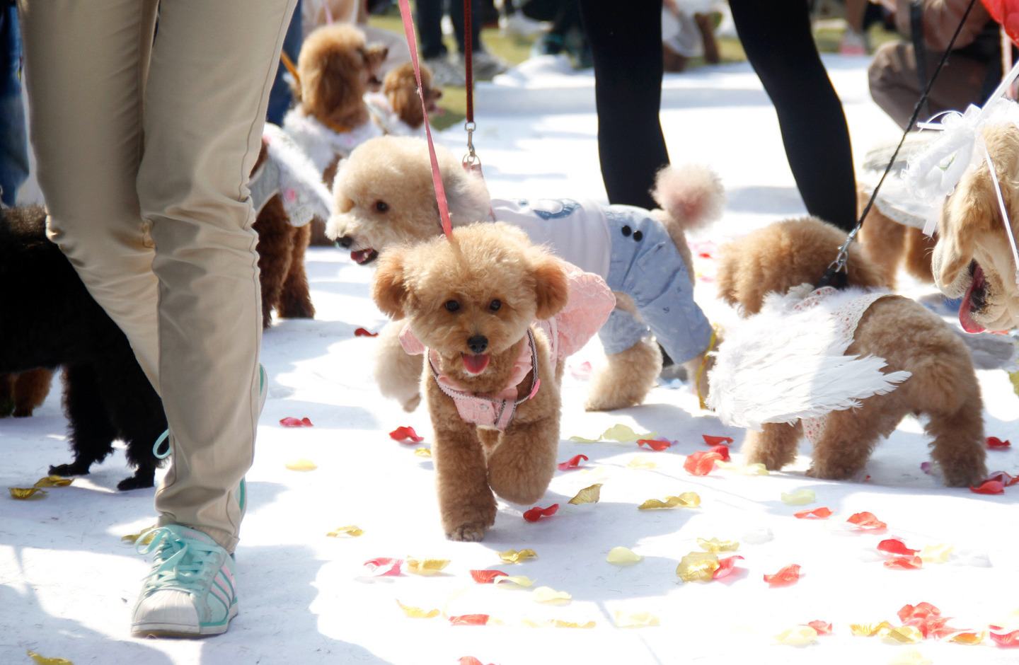 These 15 Dog Couples Totally Just Got Married
