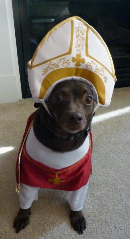 18 Adorable Dogs Wearing Hats