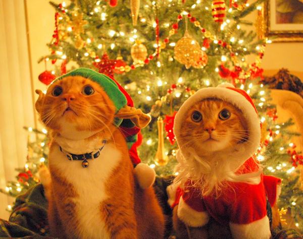21 Animals That Just Can't Wait for Christmas to be Here | Pleated Jeans