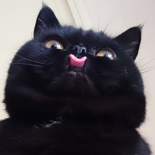 21 Delightfully Chubby Cats That Prove Big is Beautiful
