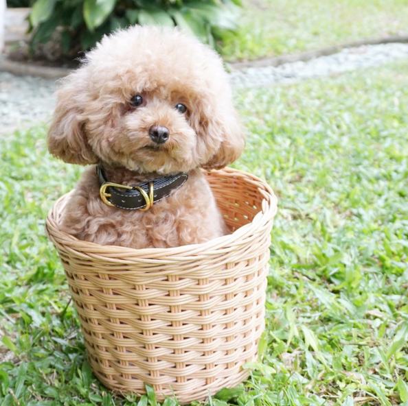 Ginger Doodle is the Internet's Cutest Little Toy Poodle