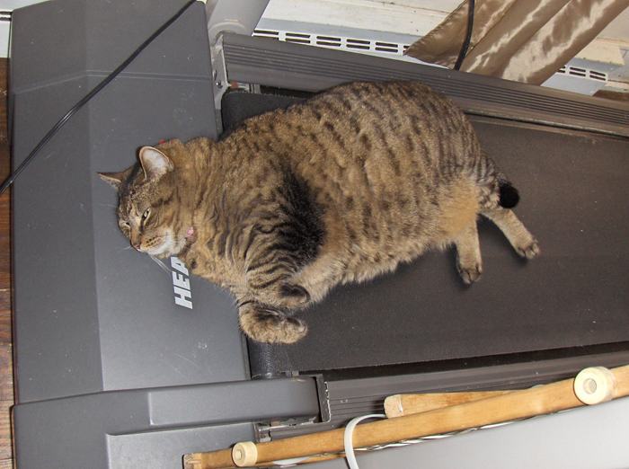 21 Delightfully Chubby Cats That Prove Big is Beautiful