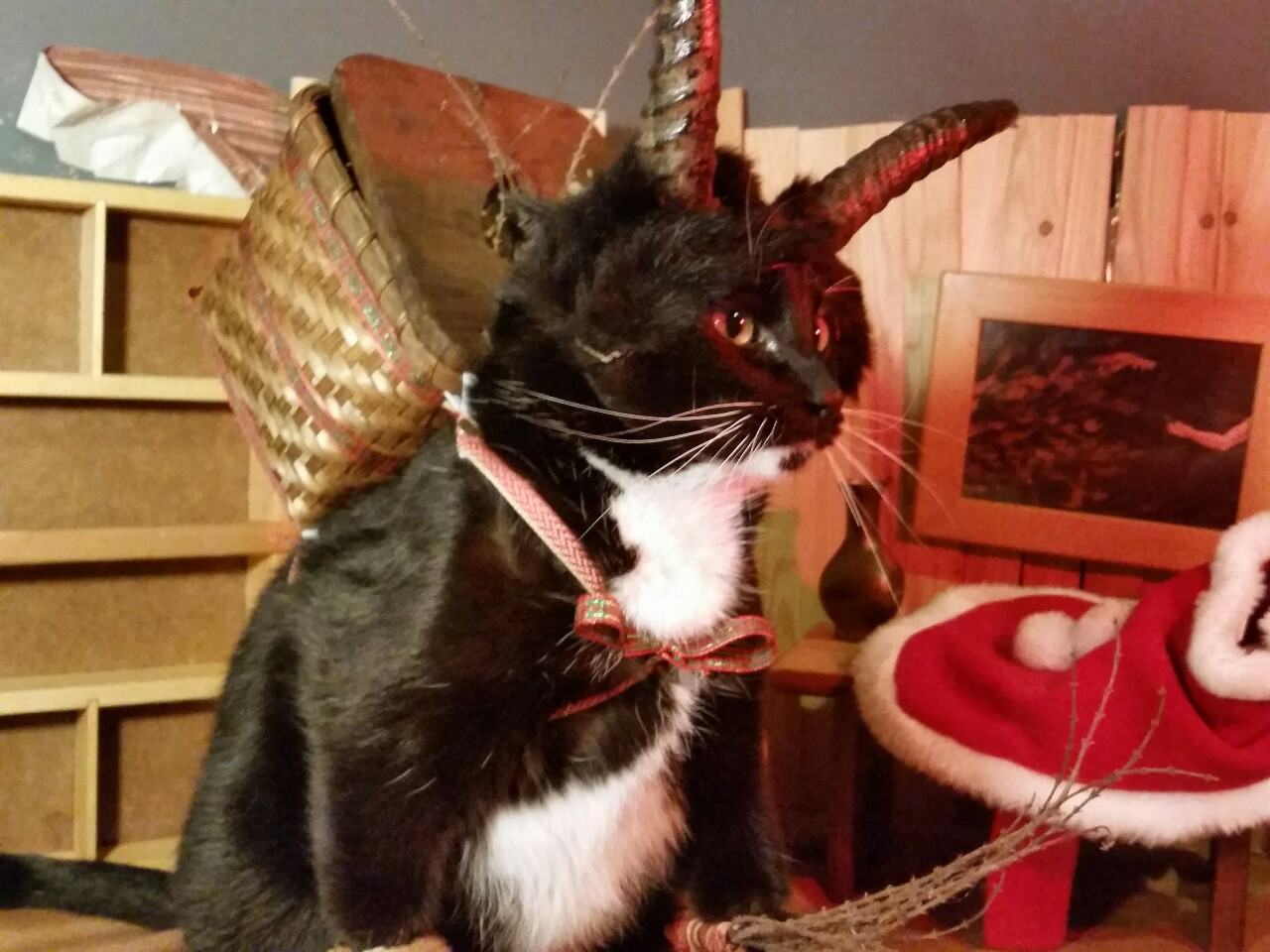 This Blog Features Nothing But Cats in Cosplay (14 Pics)