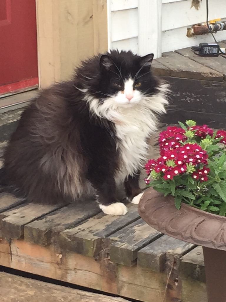 21 Delightfully Chubby Cats That Prove Big is Beautiful
