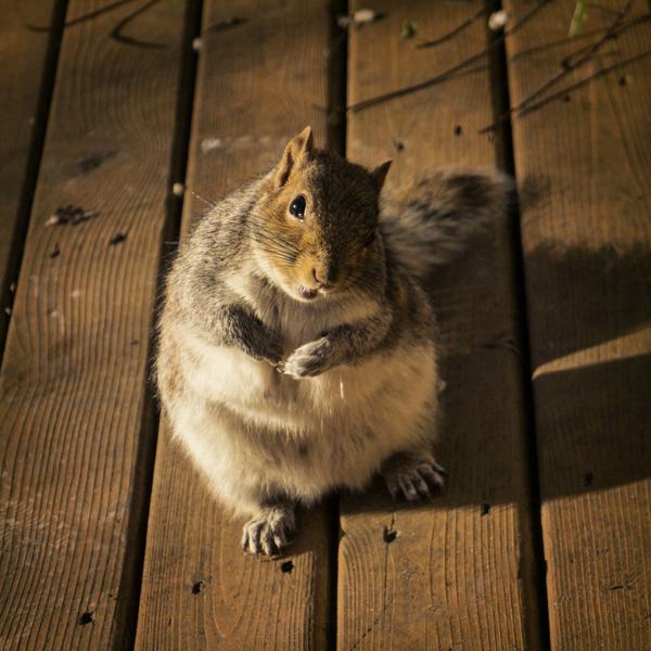 19 Fat Squirrels That Totally Over Ate This Winter | Pleated Jeans