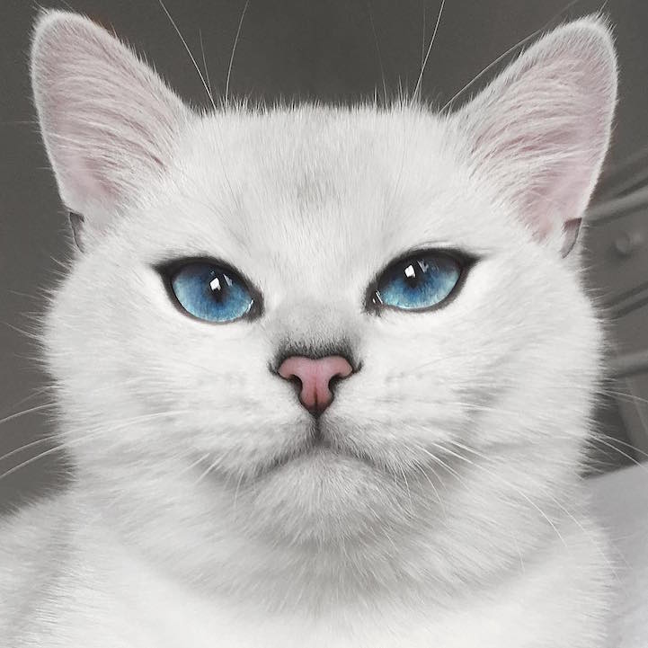 Meet Coby: The Cat With the Most Beautiful Eyes Ever
