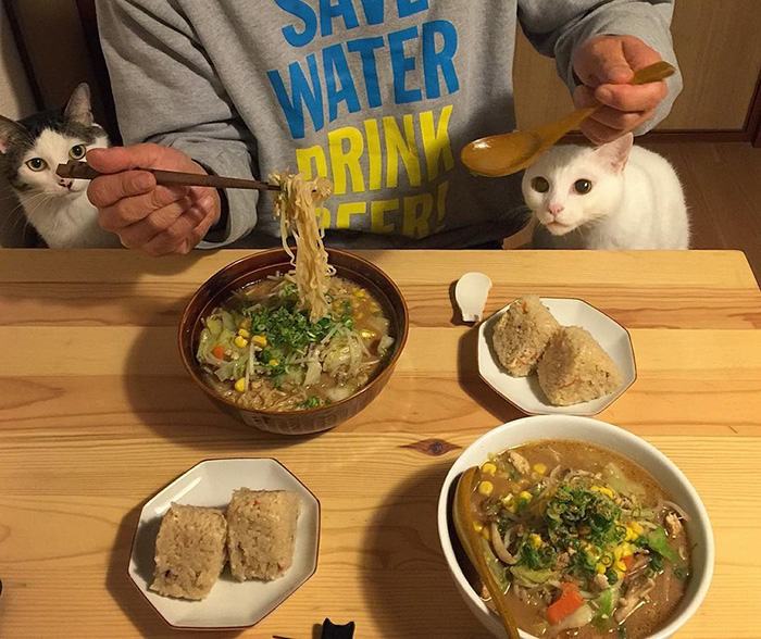These Japanese Cats Can't Stop Watching Their Humans Eat Dinner