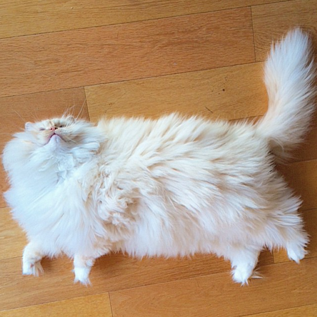 Sky the Ragdoll Cat is Basically a White Cloud With Paws