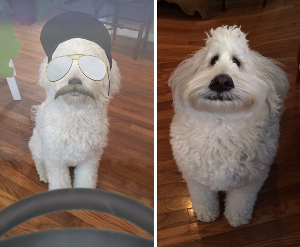 22 Snapchat Filters Used on Animals