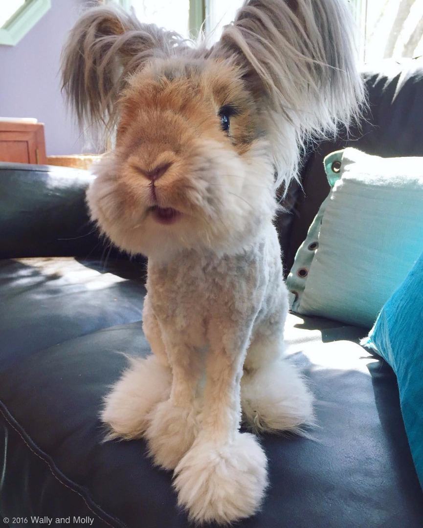 Wally is The Extra Fluffy Bunny That is Impossibly Cute