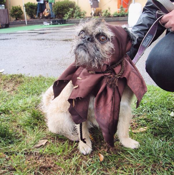 There Was a 'Star Wars' Pug Parade and All the Dogs Dressed Up