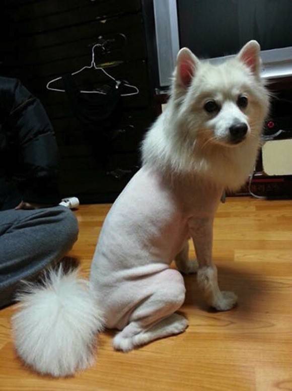 19 Unfortunate Dogs Who Got the Worst Haircuts Ever