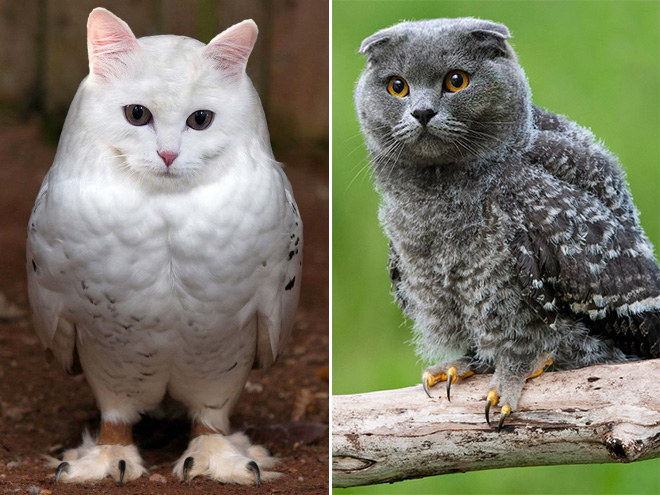 Cat Owls Are the Animal Crossover You Never Knew You Needed